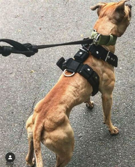 Image result for Spring Pole Dog Training