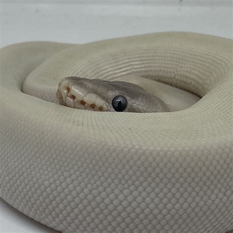 Image result for Blue Eyed Lucy Ball Python
