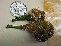 Image result for Asian Pear Rust