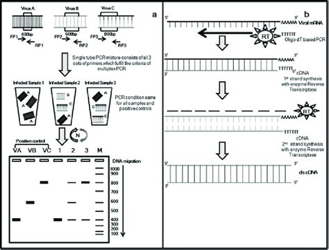 Image result for PCR Multiplexing Methods