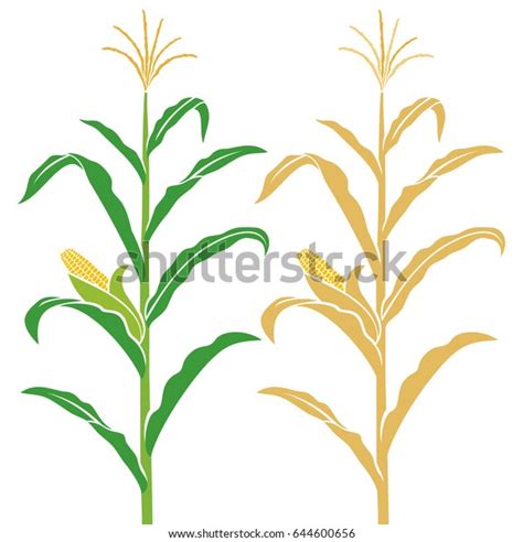 Corn Stalk Vector Illustration Stock Vector (Royalty Free) 644600656