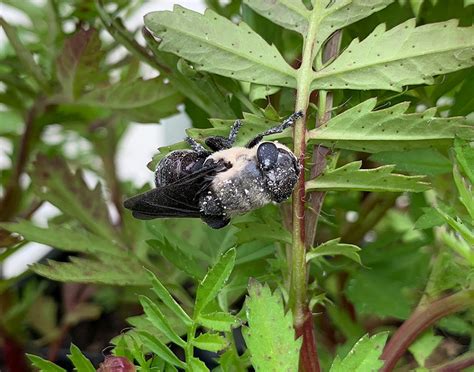 Image result for Mouse Bot Fly