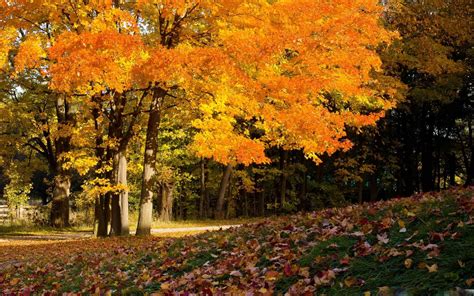 Image result for Fall Scenery Desktop