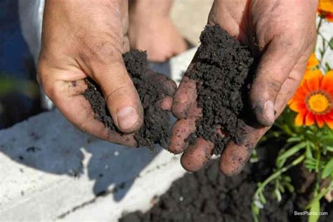 Image result for Humus Soil Cemical Compound
