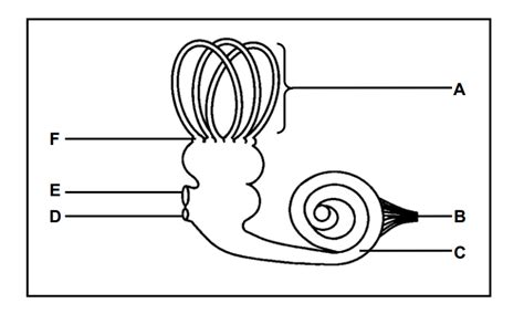 Image result for Grade 12 Life Science the Ear Notes