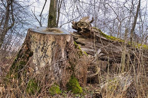 Image result for File Tree Root