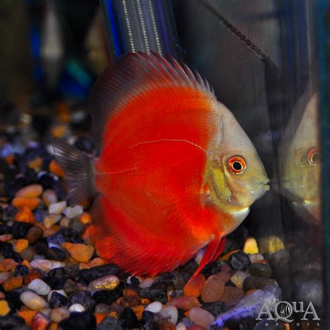 Image result for Red Melon Discus