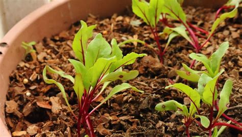 Image result for Beet Varieties for Containers