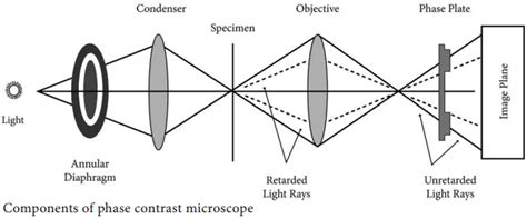 Image result for Phase Contrast Microscopy Basics