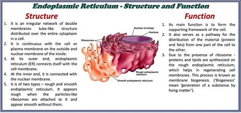 Image result for Endoplasmic Reticulum Function