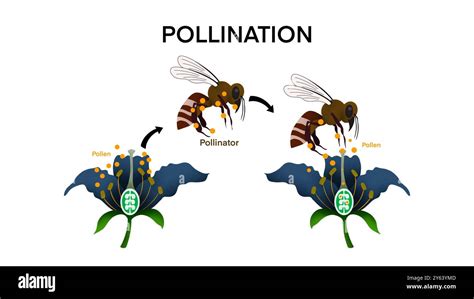 Image result for Flower Pollination Process