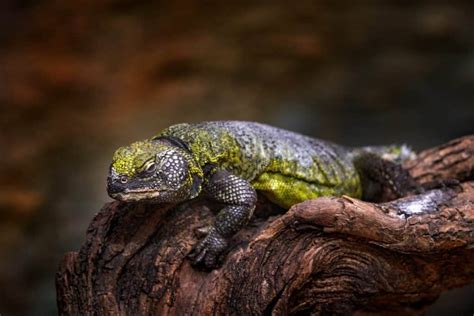 Image result for Types of Lizards Names