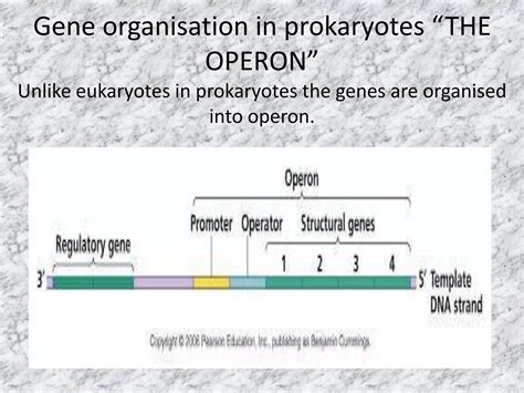 Image result for Operon vs Operator
