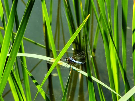 Image result for Note 2.0 Ultra 5G