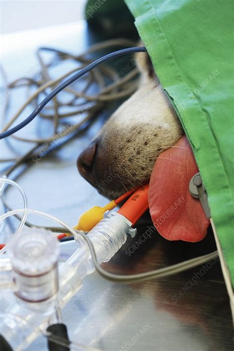 Image result for Veterinary surgery Surgery Types