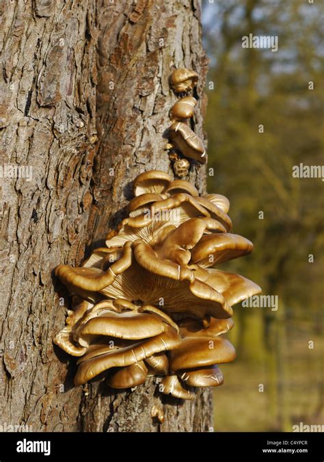 Image result for Tree Fungus Identifier