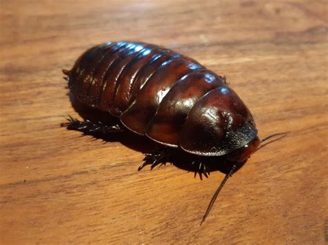 Image result for Burrowing Cockroach