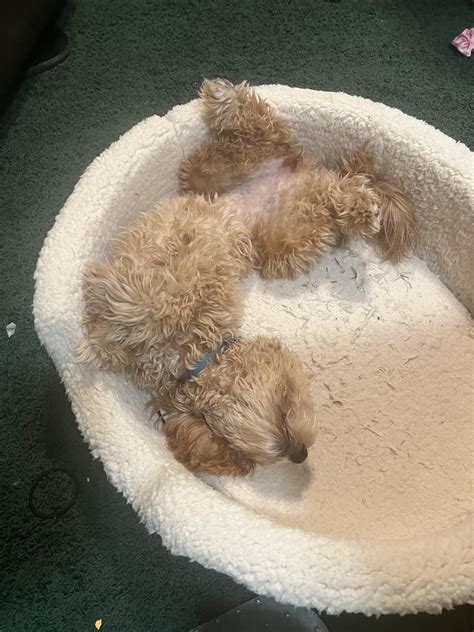 Image result for Golden Cavapoo