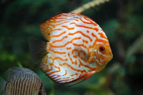 Image result for White Discus Fish