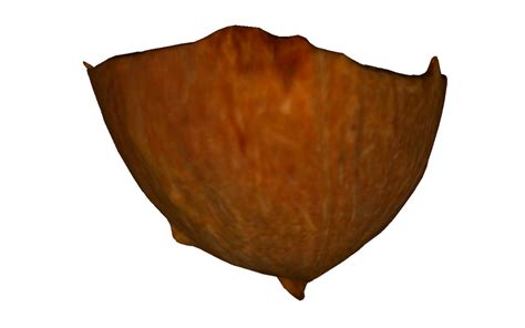 Image result for Coconut Shell Models