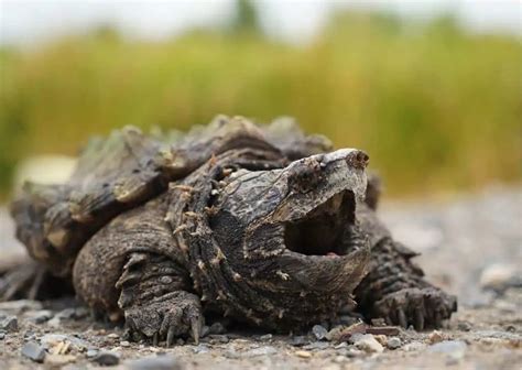 Image result for Snapping Turtle Life Cycle
