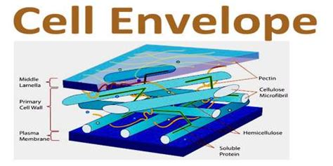 Image result for Cell Envelope and Its Modifications