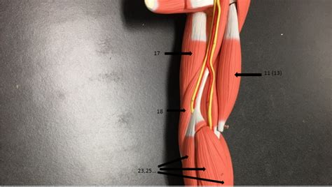 Image result for Lumen Learning Arm Muscle