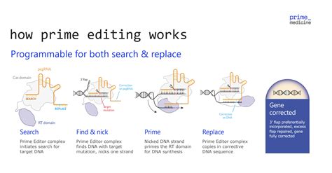 Image result for Prime Editing