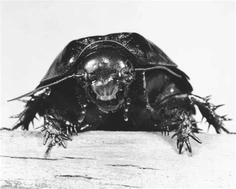 Image result for Burrowing Cockroach