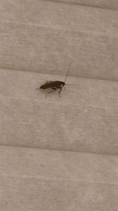 Image result for Cockroach Ontario