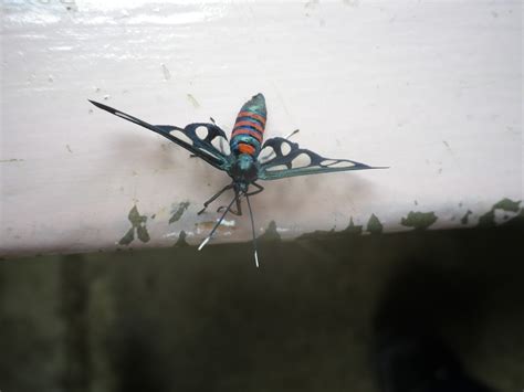 Image result for Cool Insects