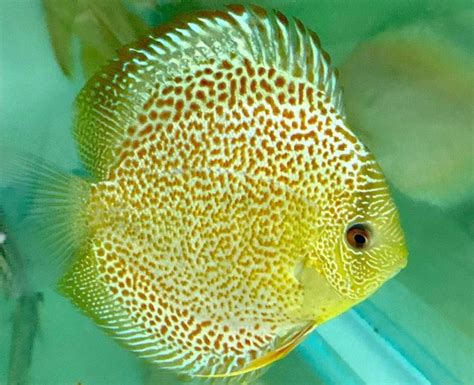 Image result for Discus Fish Varieties