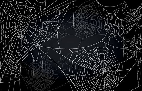 Image result for Spider Web Vector