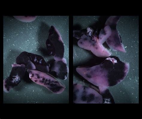 Image result for AAV Vector Purification Kit