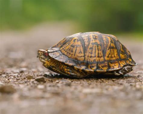 Image result for Eastern Box Turtle