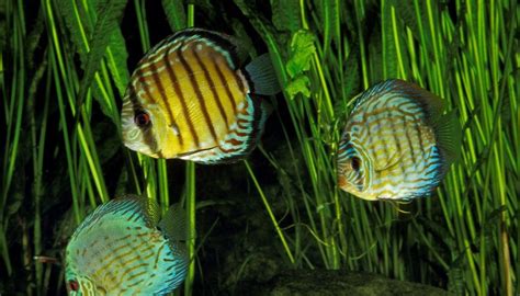 Image result for Natural Discus