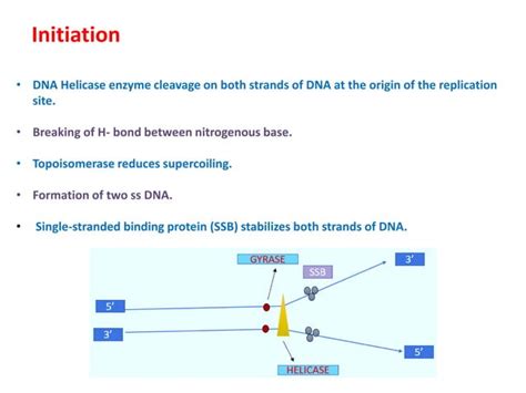 Image result for Life Science Grade 12 DNA Replication