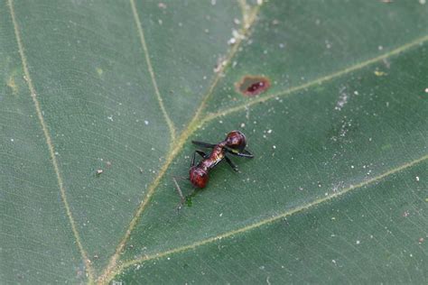 Image result for Exploding Ants No Commentary