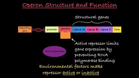 Image result for Operon Theory