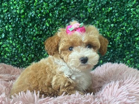 Image result for Apricot Cavapoo