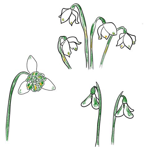 Image result for Snowdrop Varieties