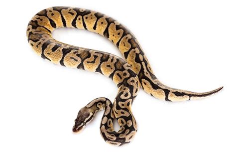 Image result for Bolin Ball Python
