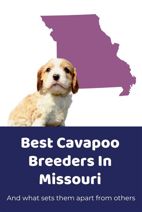 Image result for Cavapoo vs Havapoo