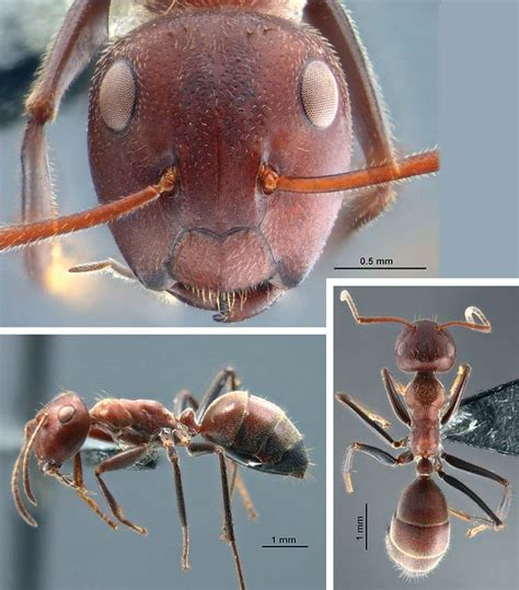 Image result for Exploding Ants No Commentary