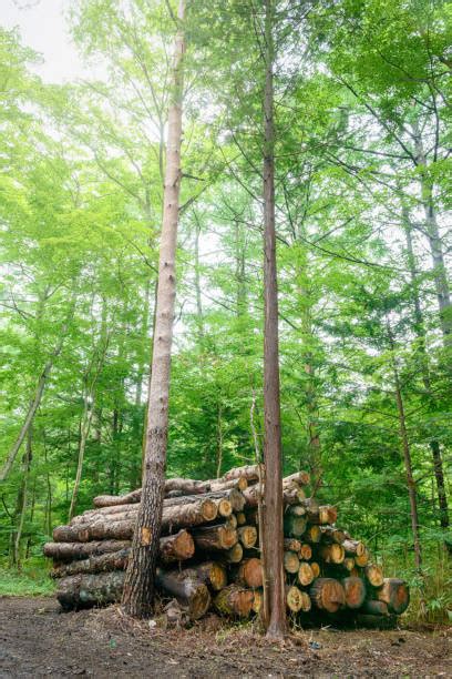 Best Selective Logging Stock Photos, Pictures & Royalty-Free Images ...