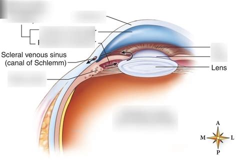aqueous humor Diagram | Quizlet