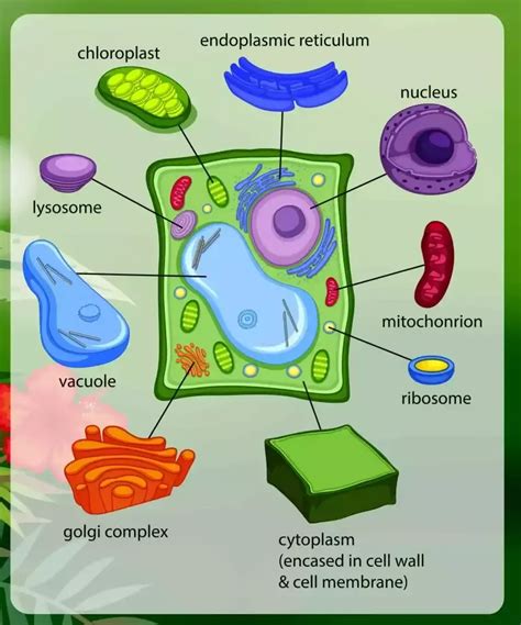 Image result for Plant Cell Structure and Function