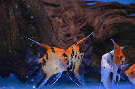 Image result for Discus vs Angelfish