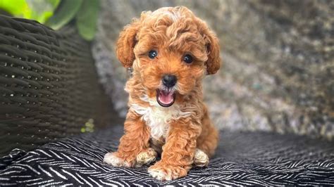 Image result for Mini Cavapoo Puppies
