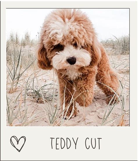 Image result for Red Cavapoo Long Hair